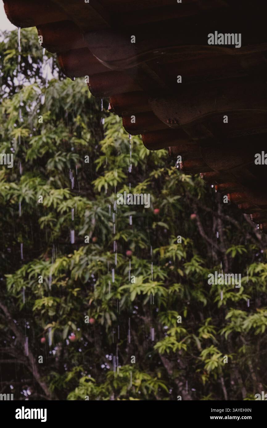 Rainfall on Green Tree Leaves Stock Photo - Alamy