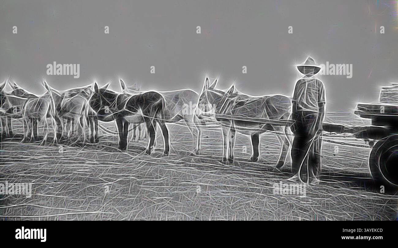 A line of mules stands patiently as a figure guides them, showcasing a ...