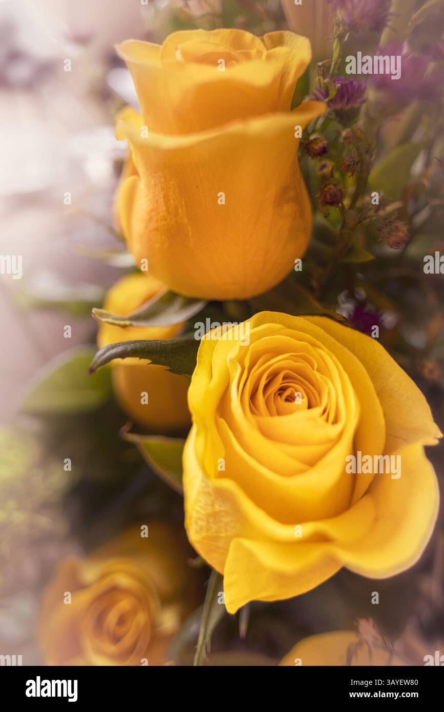 Soft Yellow Roses in Bloom Stock Photo - Alamy