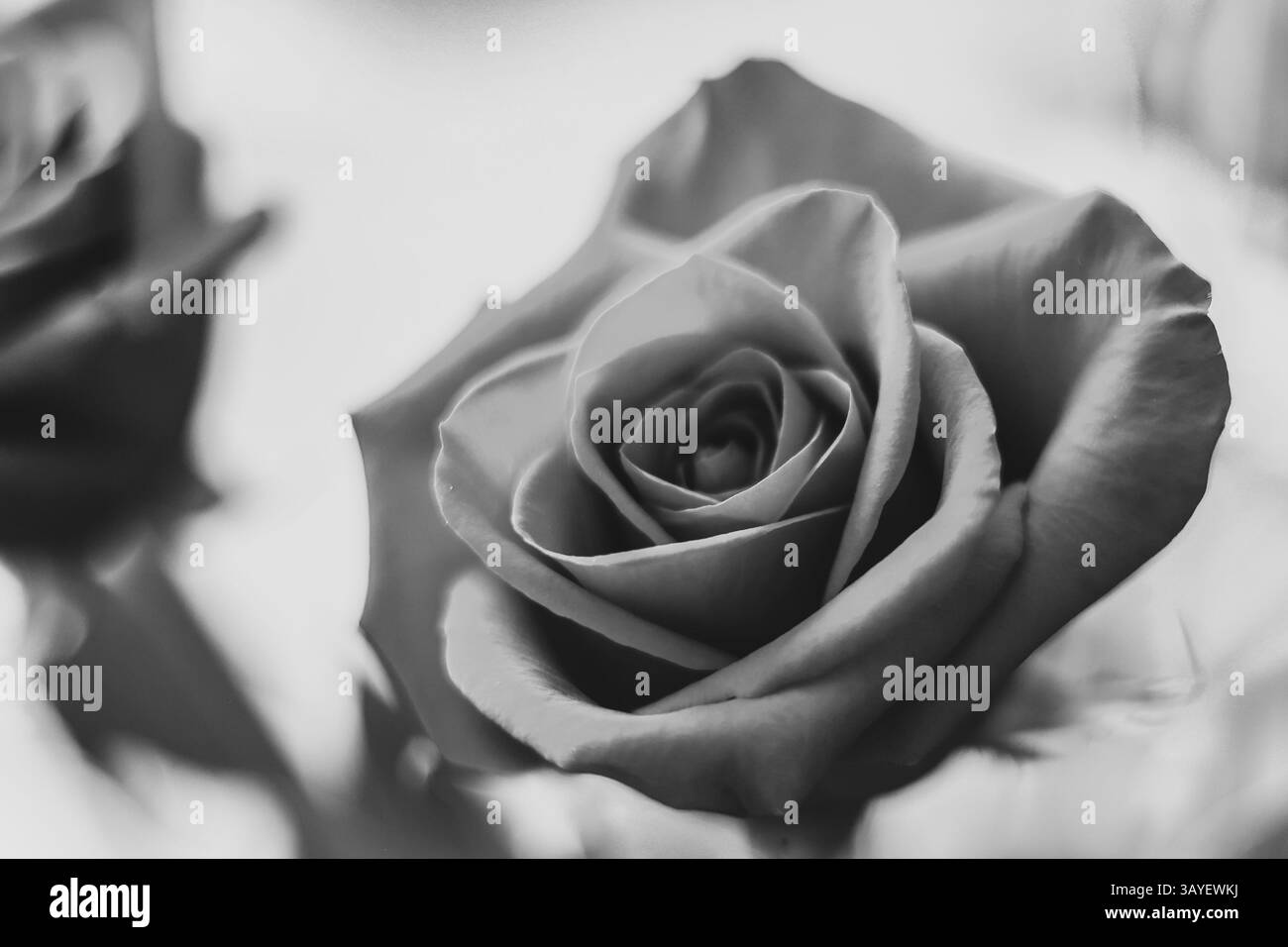 Grayscale rose Black and White Stock Photos & Images - Alamy