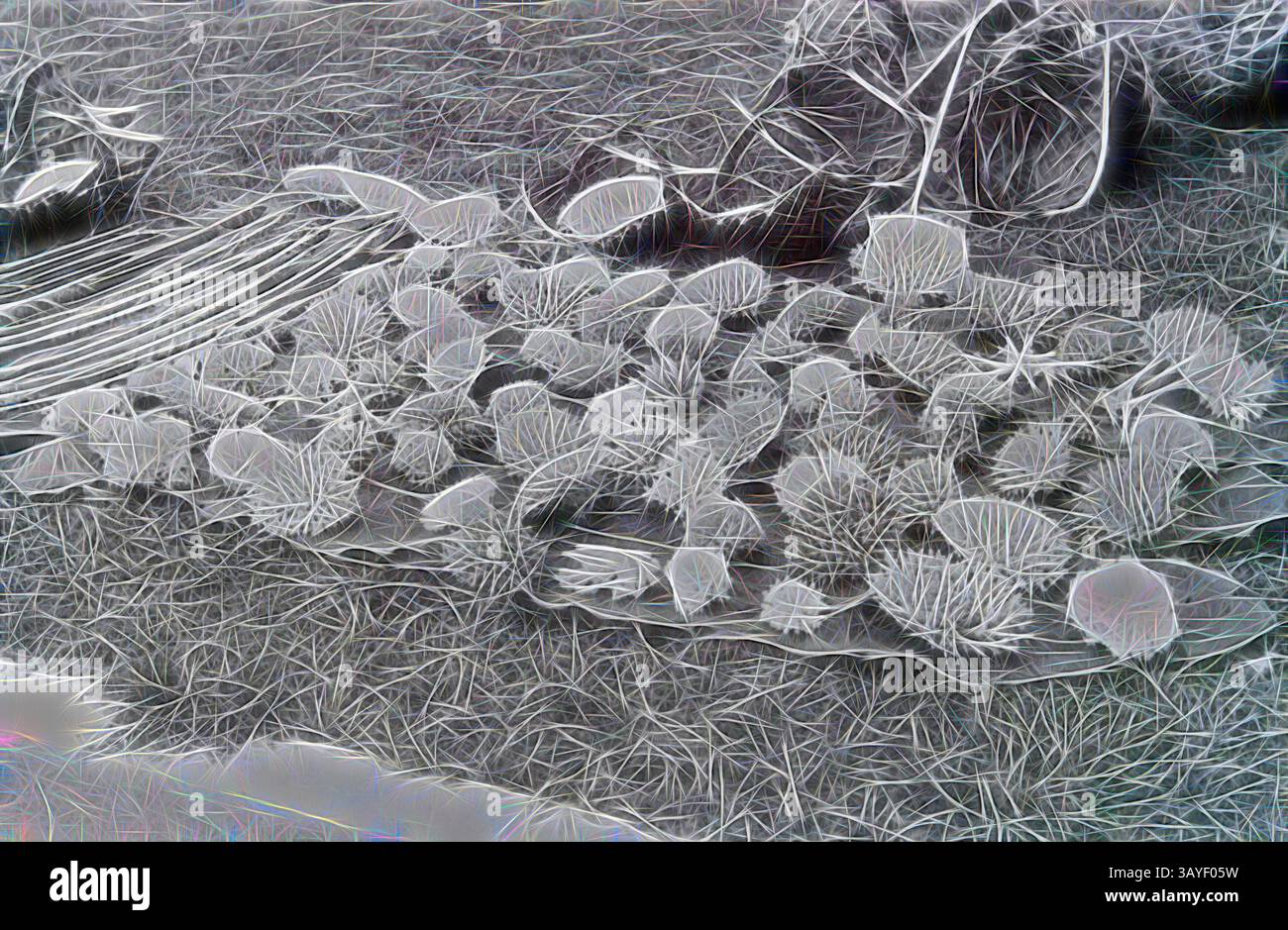 1930s natural hi-res stock photography and images - Alamy