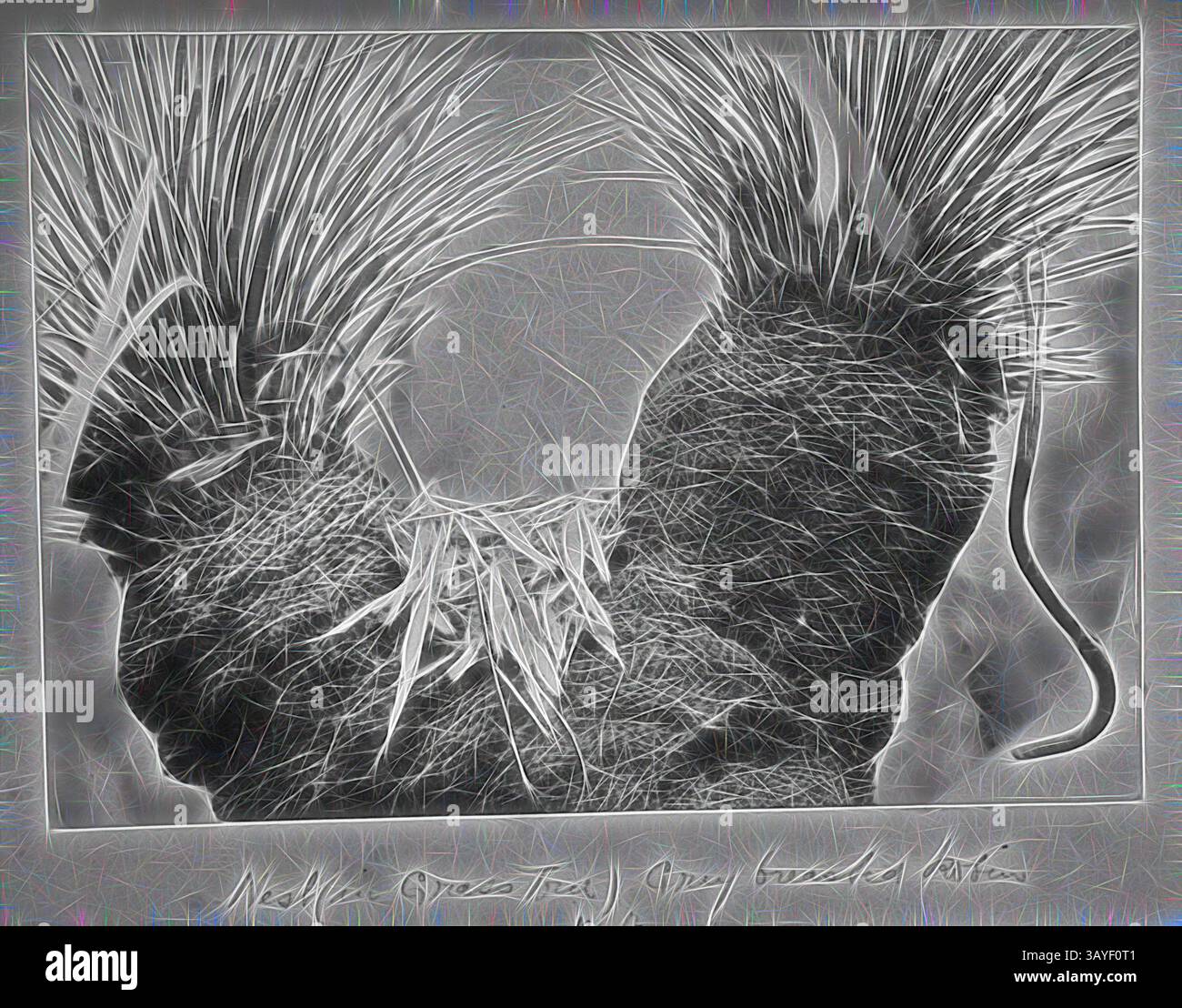 Intricate details reveal a textured form, resembling a natural object ...