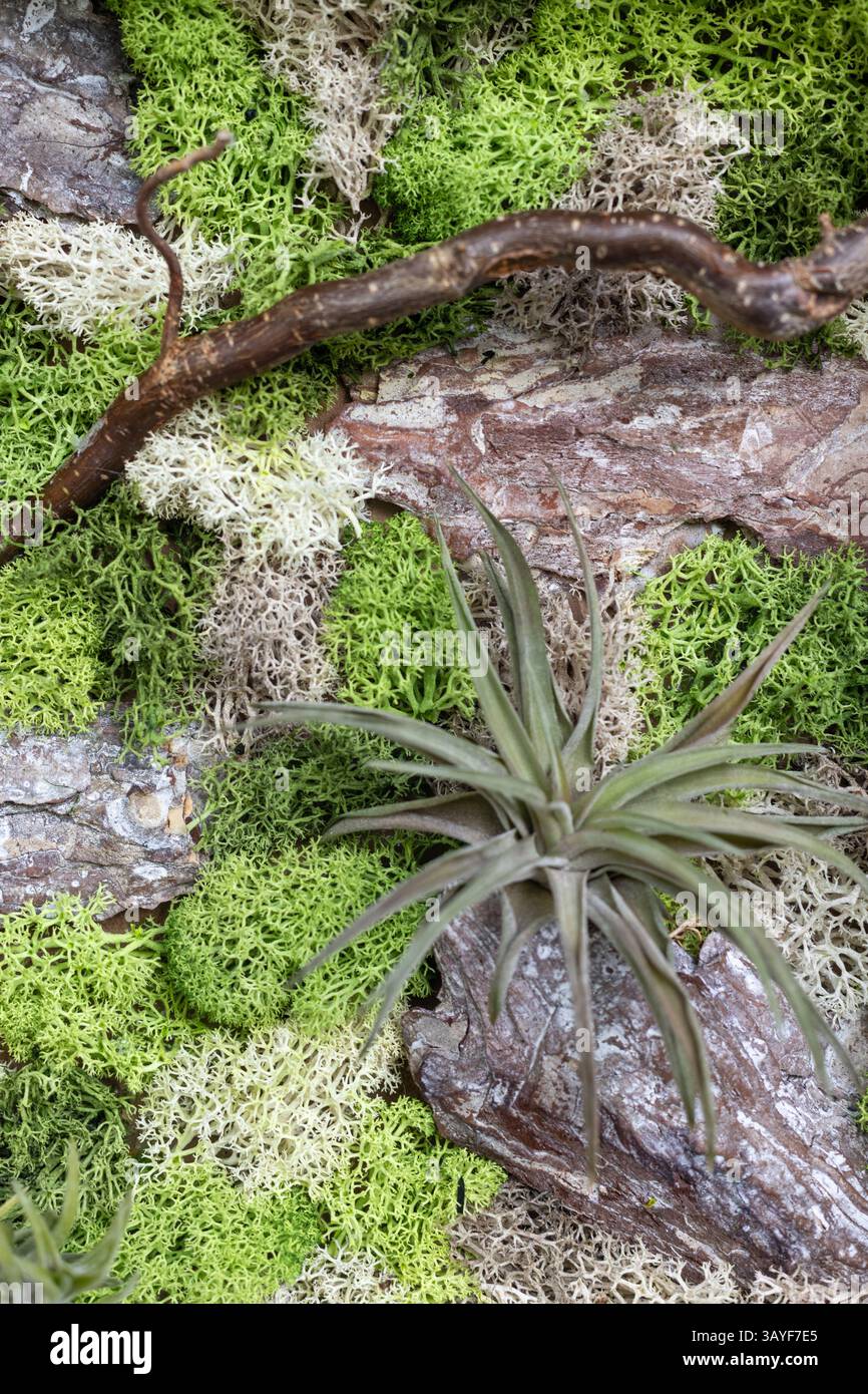 Air plant colorful moss hi-res stock photography and images - Alamy