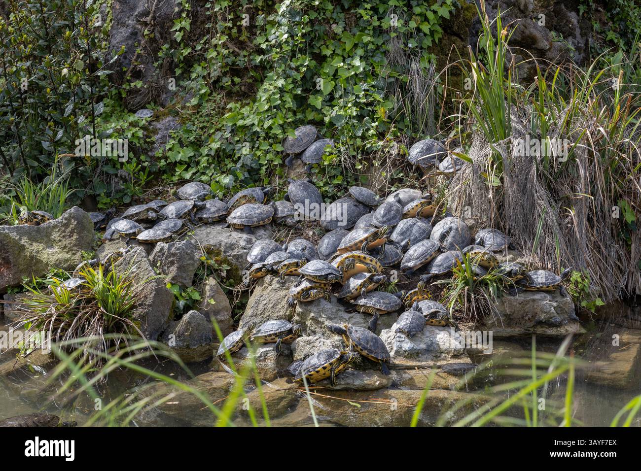 Group of Turtles Basking on Rocks by Water Stock Photo - Alamy