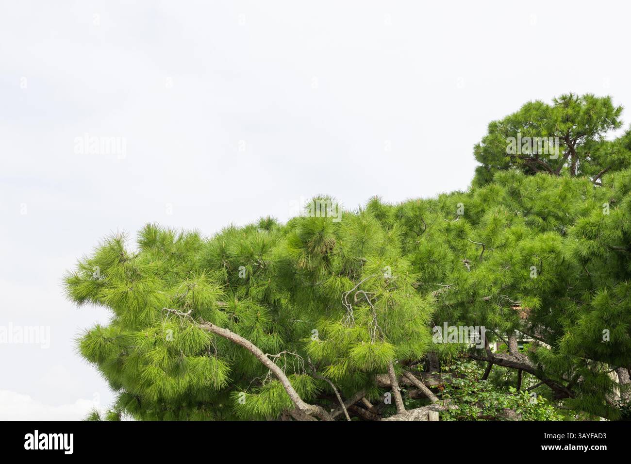 Dense evergreen tree branches hi-res stock photography and images - Alamy