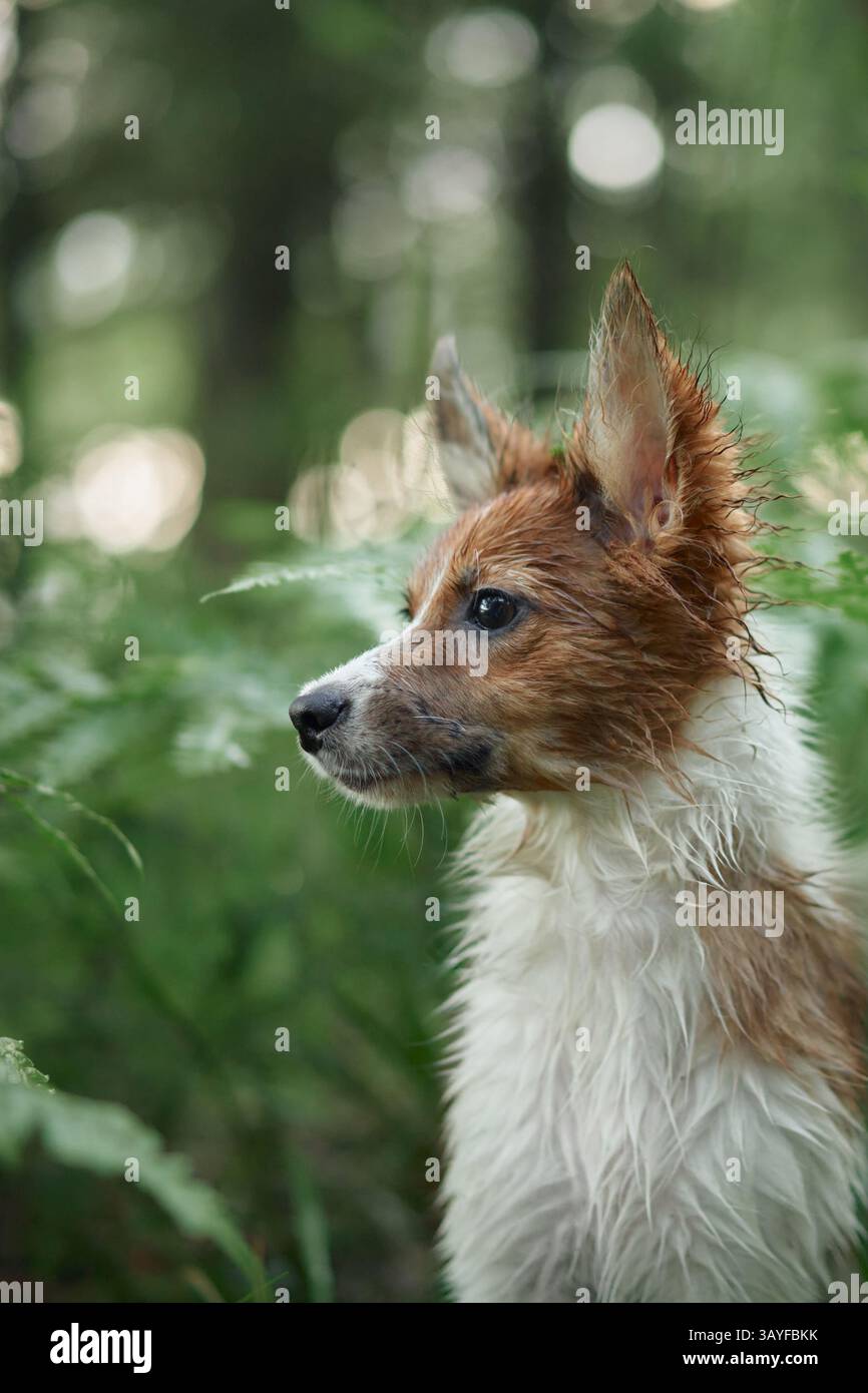 A Border Pap looks curiously in a forest clearing surrounded by ...