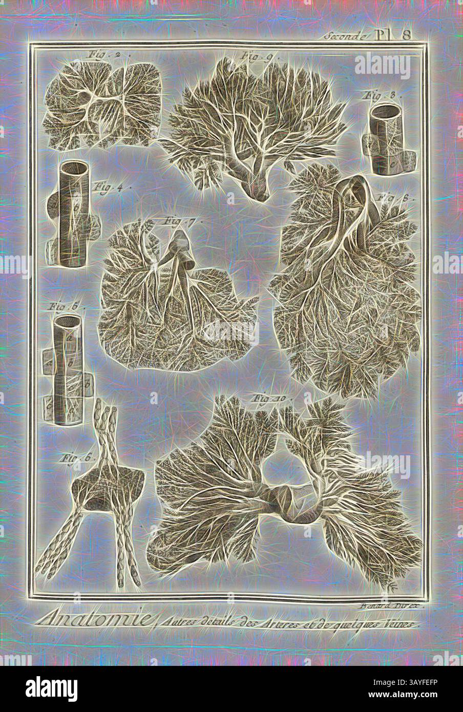 A detailed anatomical illustration featuring various botanical ...