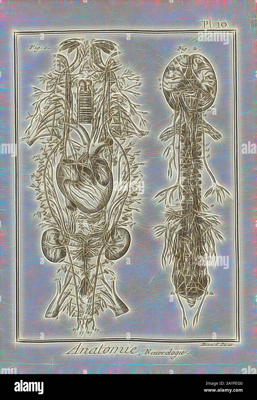 Highlighting key organs hi-res stock photography and images - Alamy