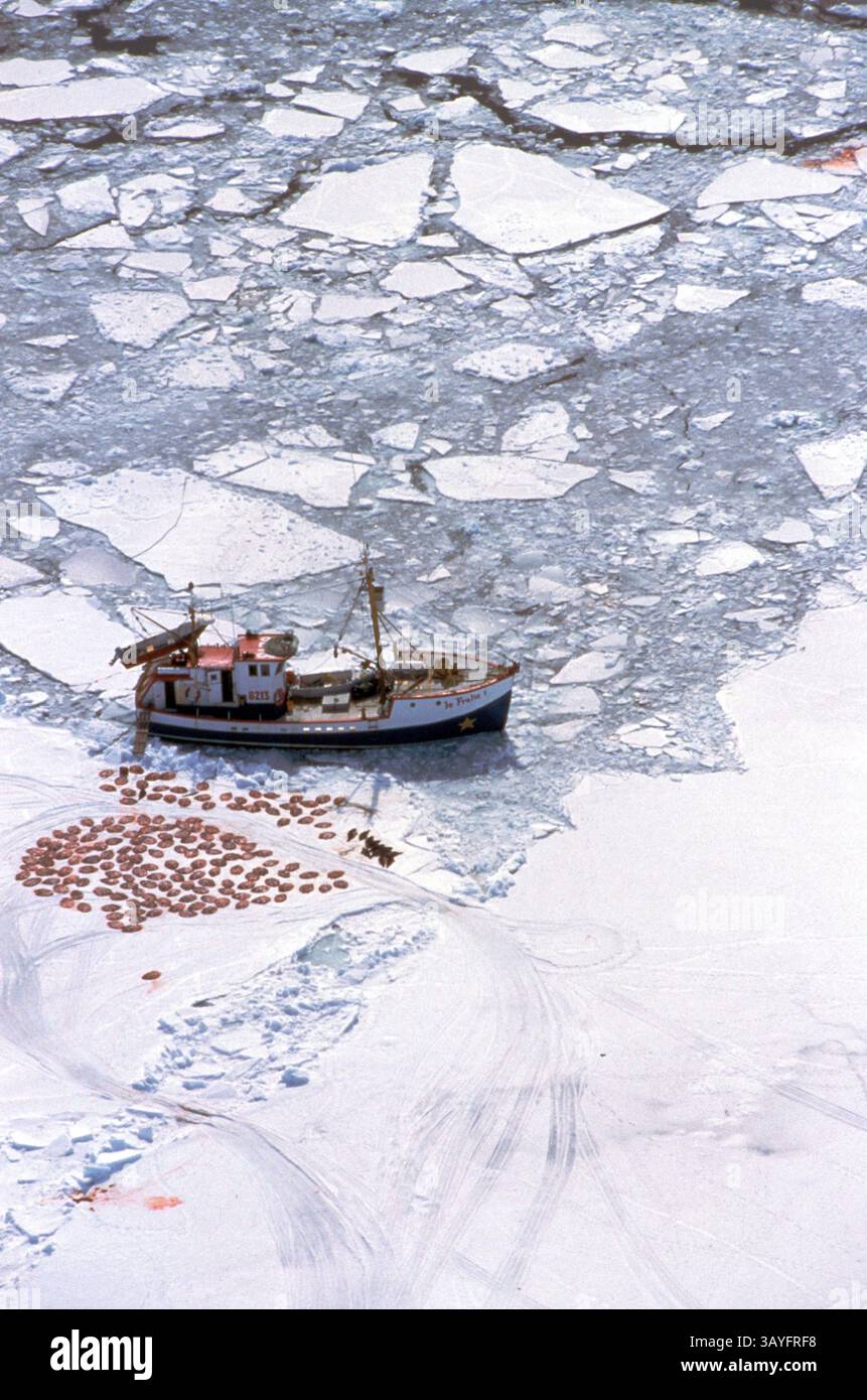 Mar. 20, 1998 - St. Lawrence, Quebec, CANADA - Over 100 slaughtered ...