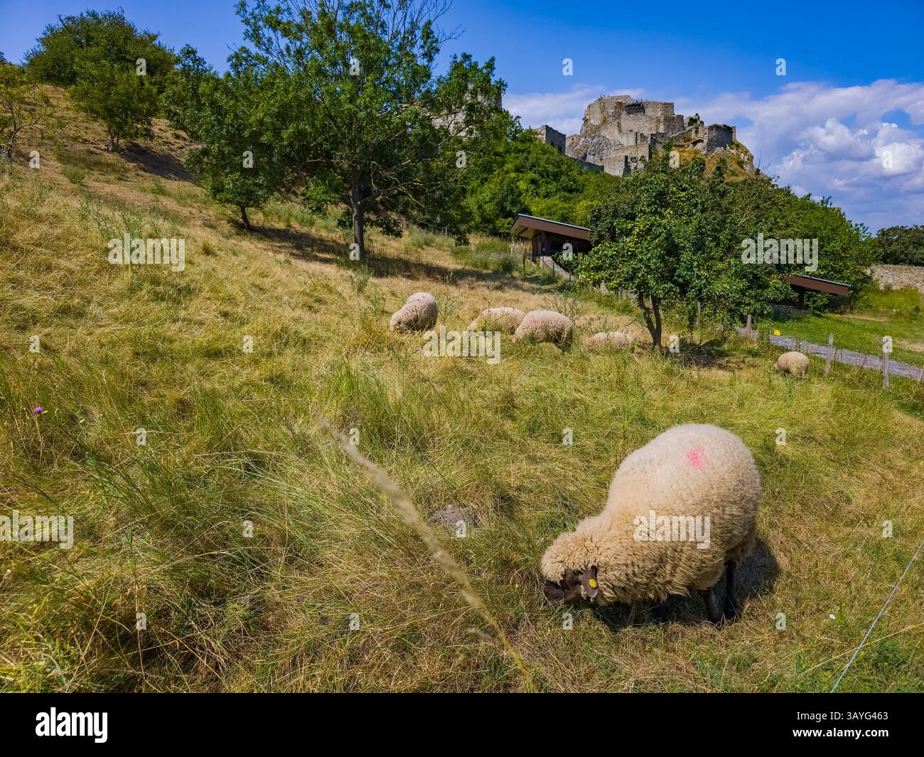 Castle ruins landscape sheep hi-res stock photography and images - Alamy