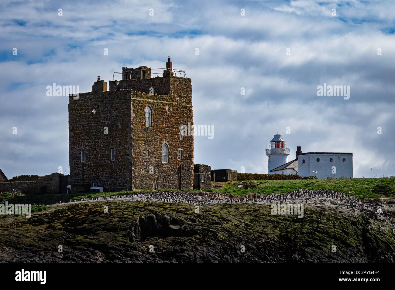 Lighthouses on the Farne Islands, Northumberland April 2025 Stock Photo ...