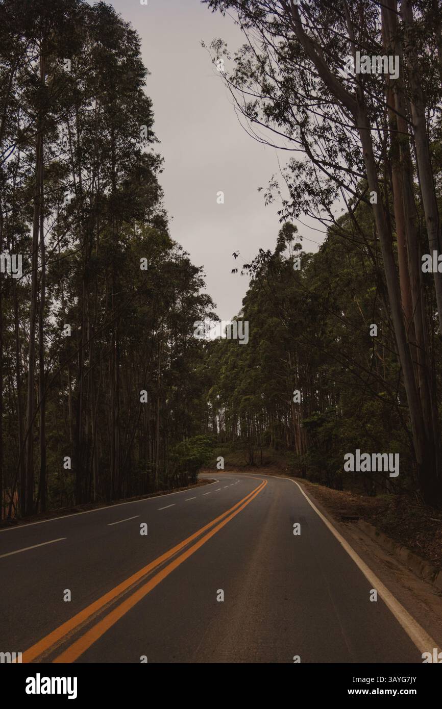 Road Surrounded by Eucalyptus Trees Stock Photo - Alamy