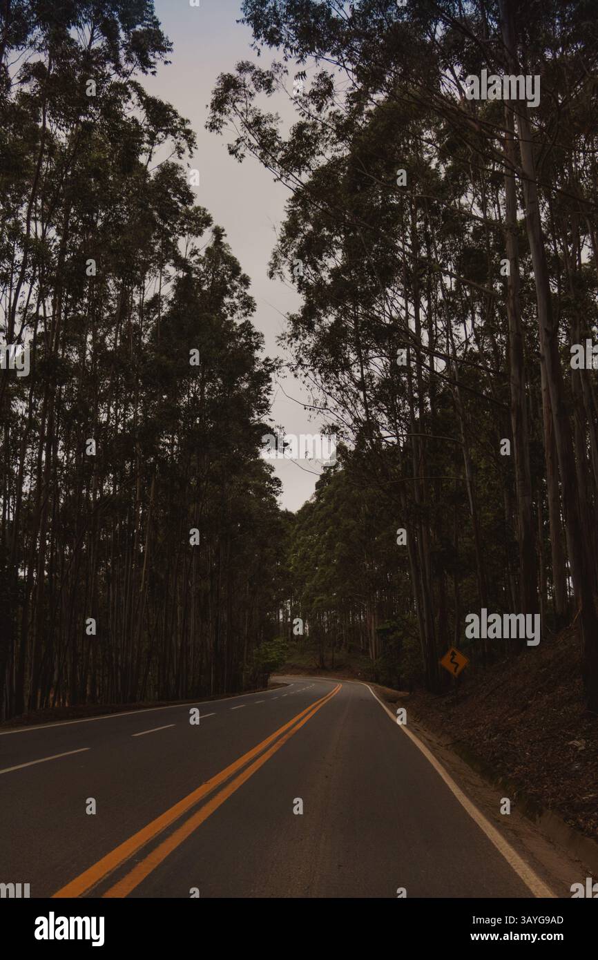 Winding Road Surrounded by Eucalyptus Trees Stock Photo - Alamy