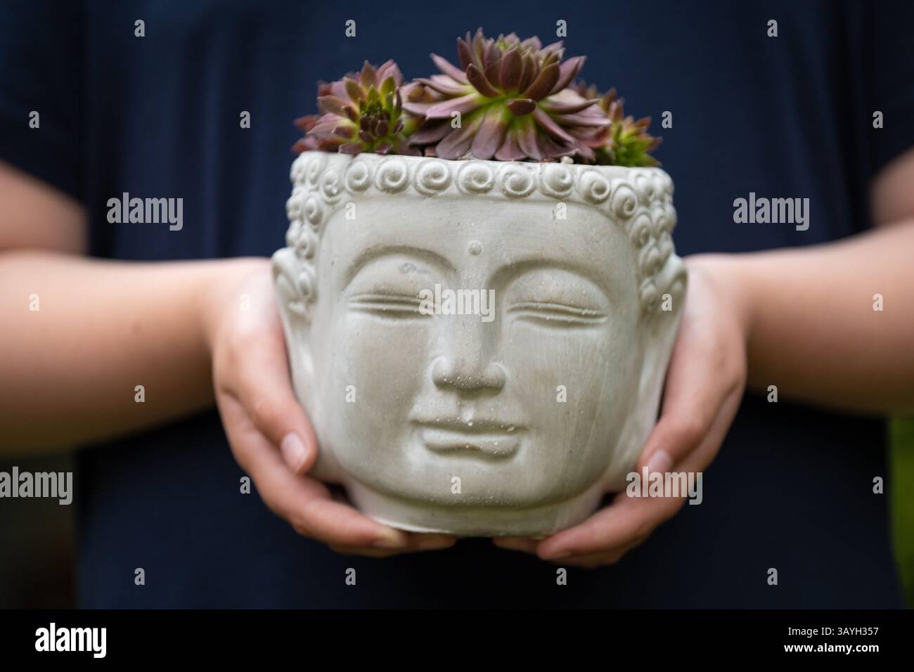 Buddha Head Planter with Succulents.Succulents in a pot in the hands of ...