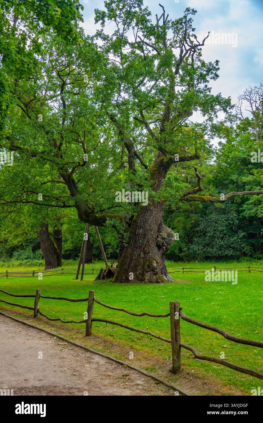 Historical oaks in the garden of Raczynski Palace in Rogalin, Poland ...