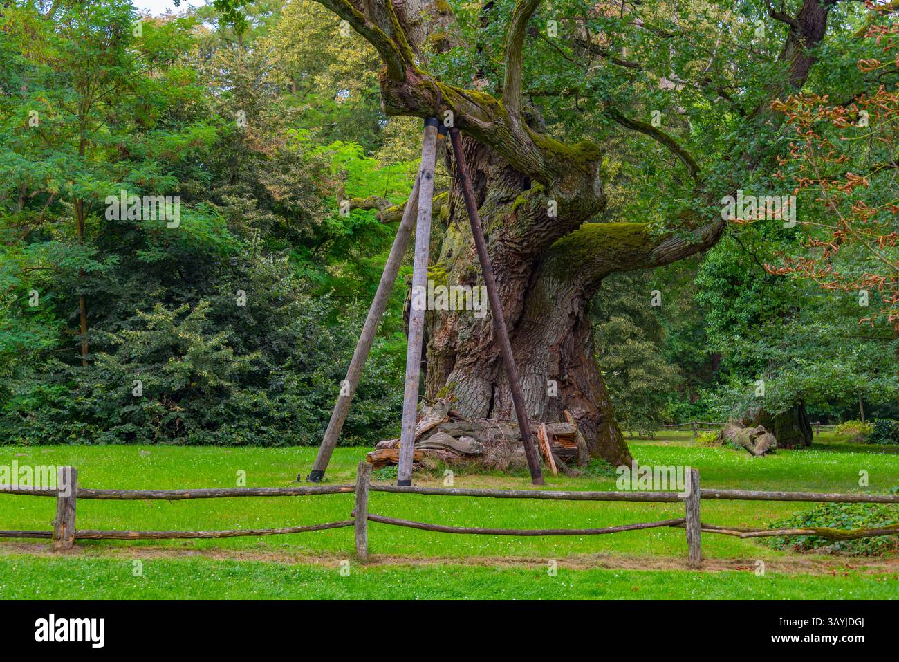 Historical oaks in the garden of Raczynski Palace in Rogalin, Poland ...