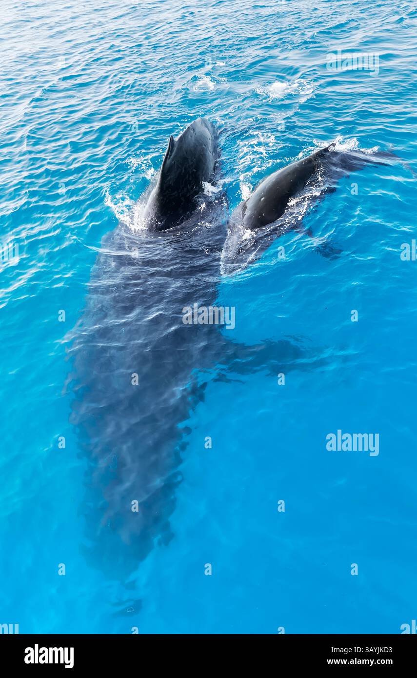 A Humpback Whales family diving together, Hervey Bay, Queensland ...