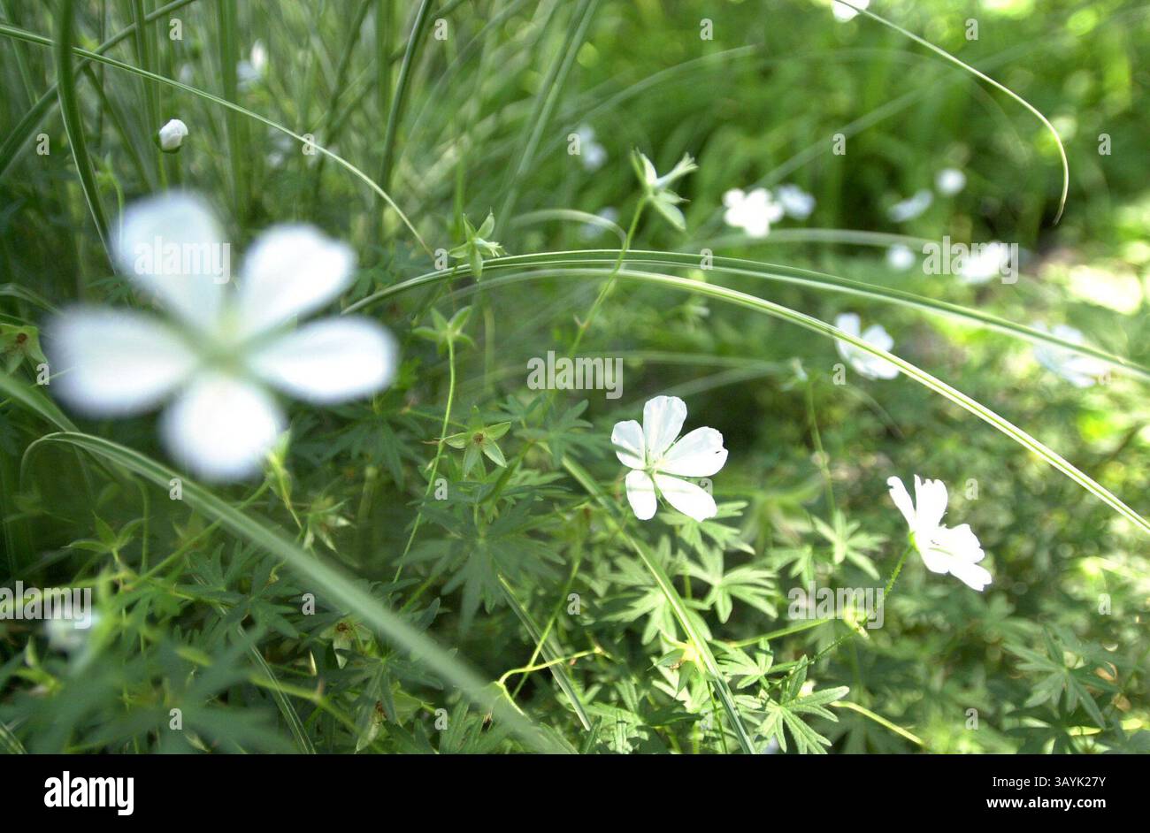 A hardy (or true) Geranium plant mingles with a Miscanthus. Geranium ...