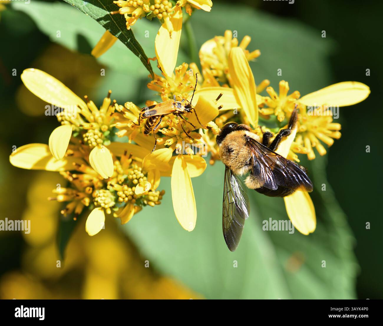 There are more than 250 bumble bee species in the world characterized ...