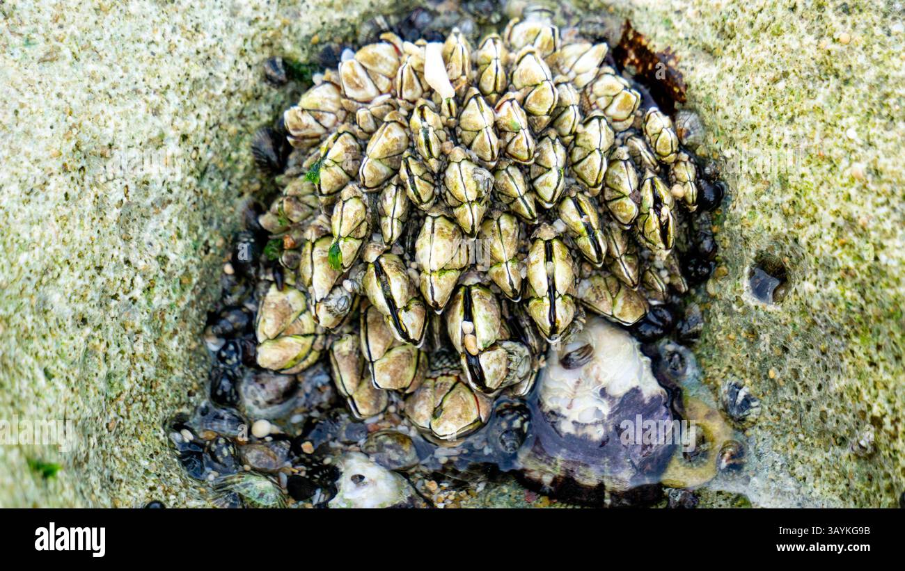 Barnacles on the coral. Barnacles are exclusively marine invertebrates ...