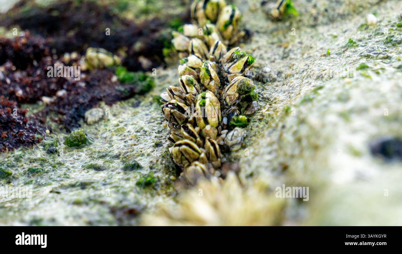 Barnacles on the coral. Barnacles are exclusively marine invertebrates ...