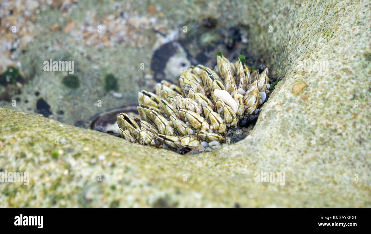 Barnacles on the coral. Barnacles are exclusively marine invertebrates ...
