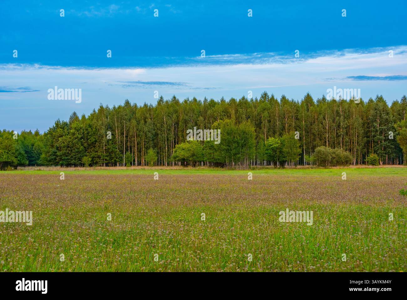 Meadow at Bialowieza national park in Poland.IMAGE Stock Photo - Alamy