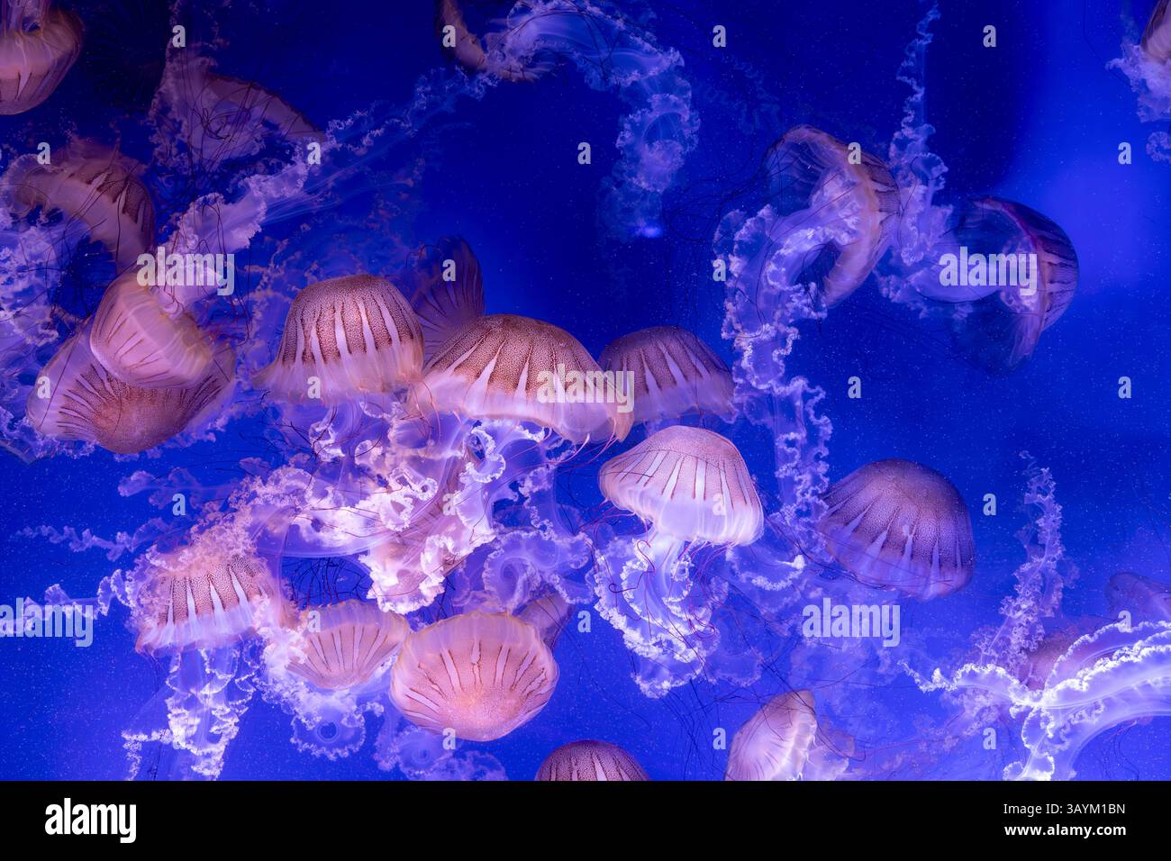 Jellyfish, also known as sea jellies or simply jellies, are the medusa ...