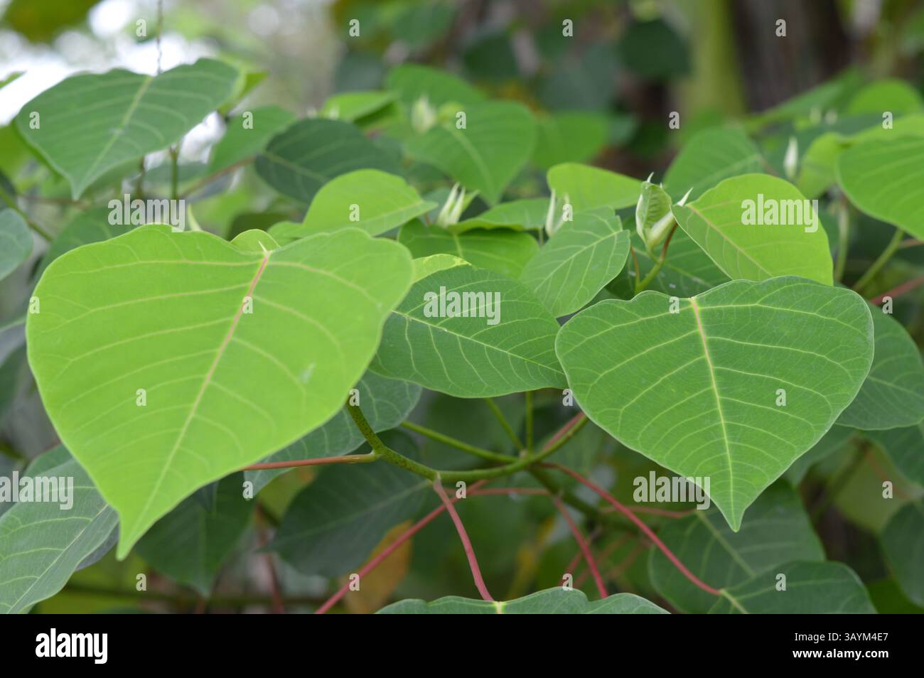 Bleeding Heart Tree Leaves. Homalanthus populifolius Foliage in Close ...