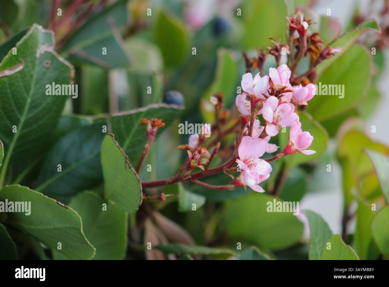 Pink flower flowering bush close hi-res stock photography and images ...