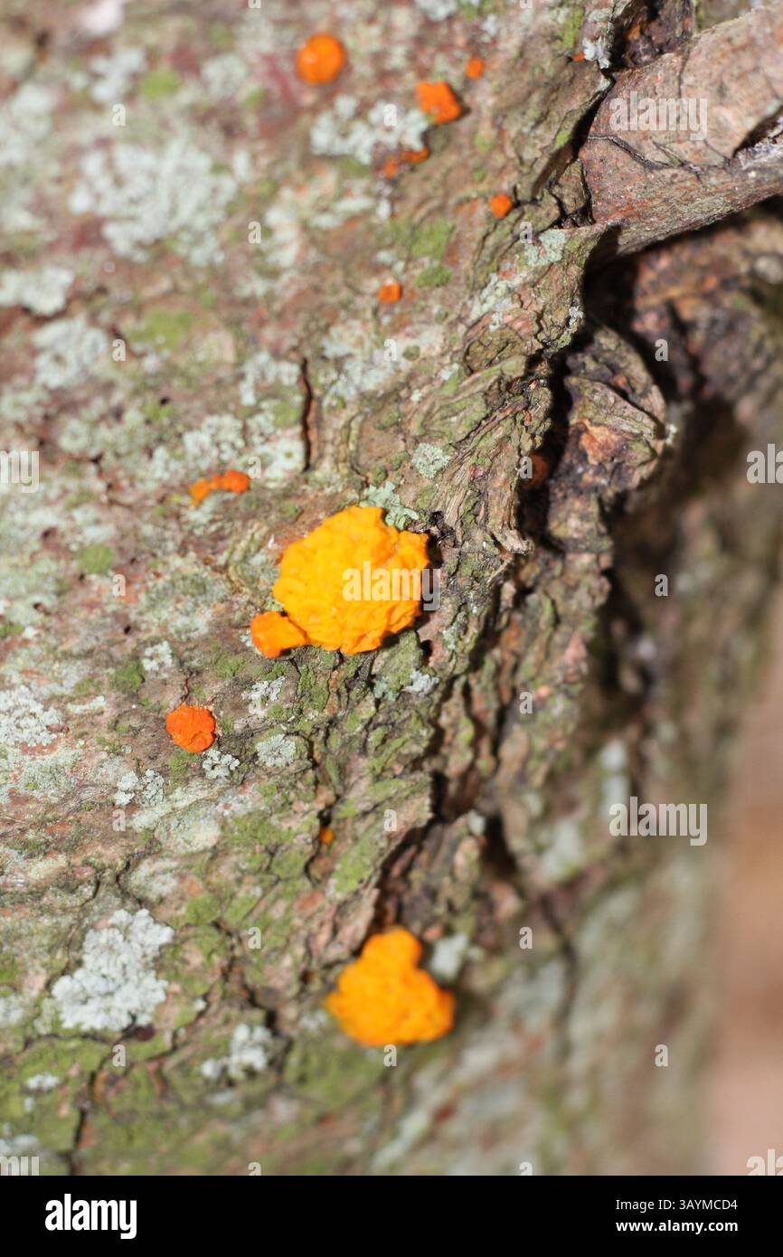 Orange fungus tree hi-res stock photography and images - Alamy