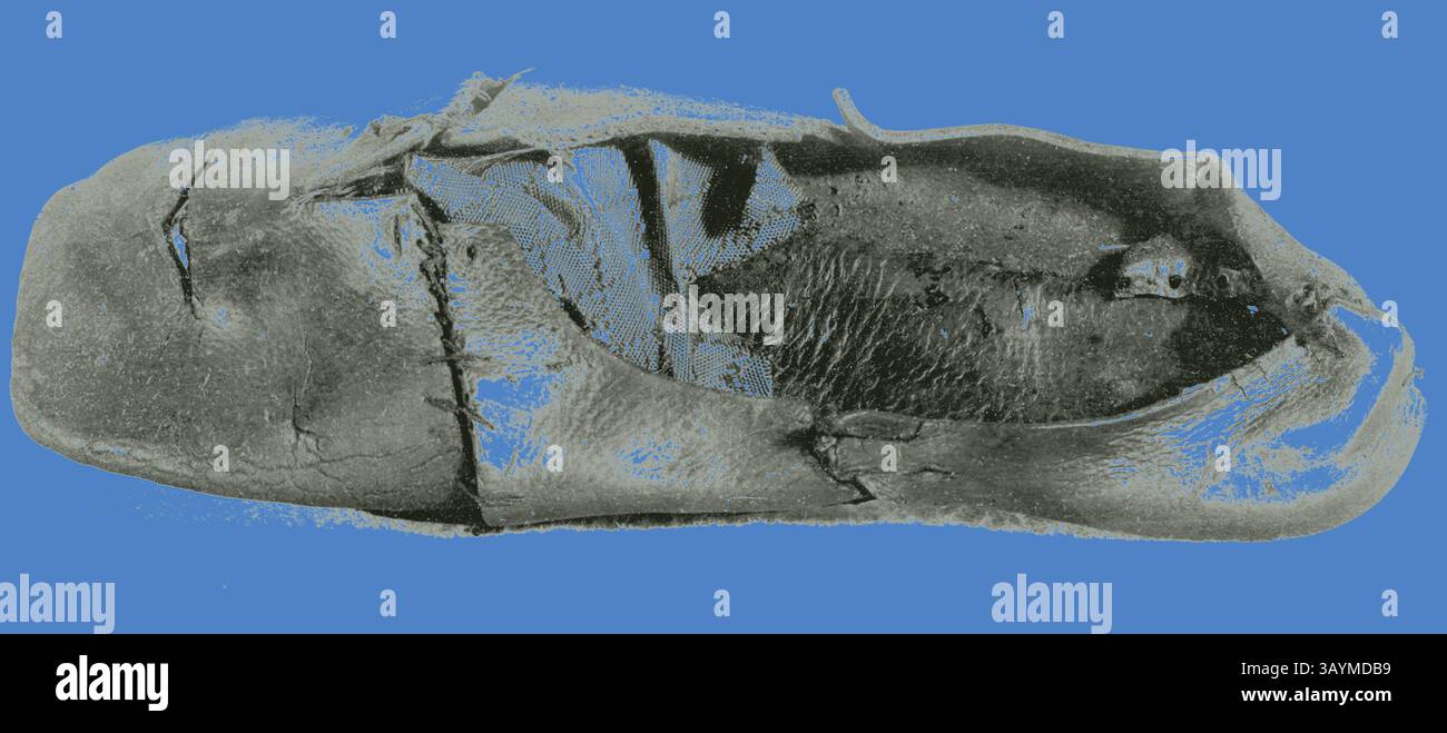 Old worn shoe visible hi-res stock photography and images - Alamy