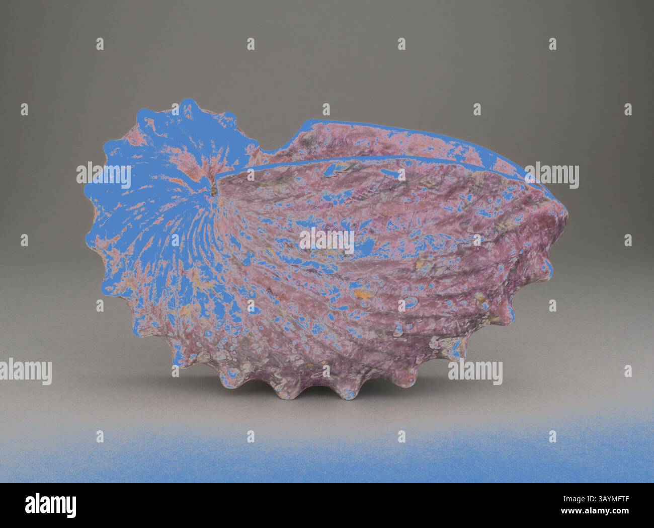 A beautifully textured seashell with intricate ridges and a vibrant ...