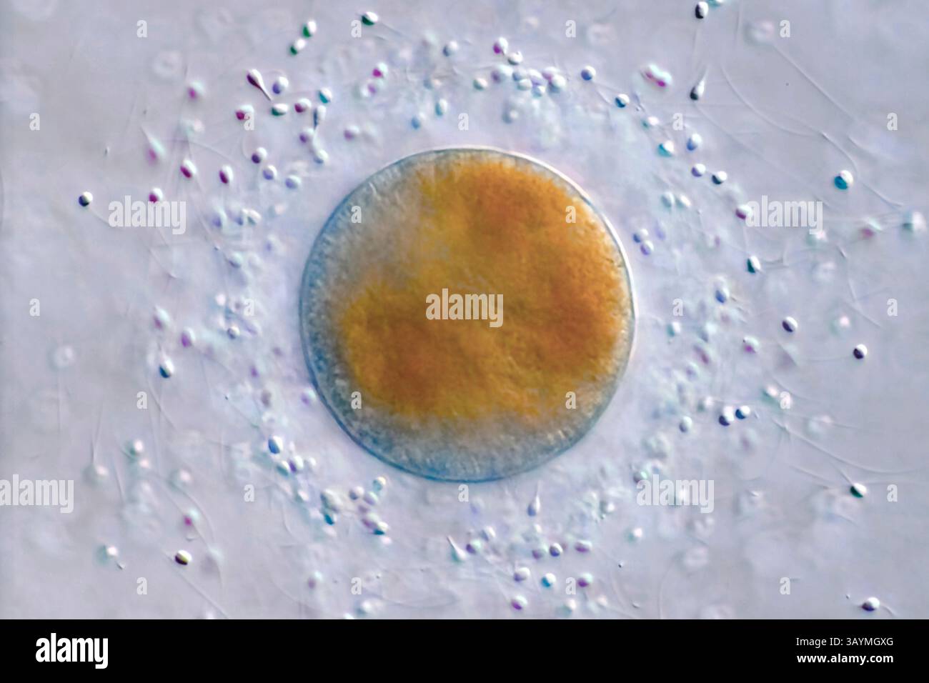 Light micrograph of a fertilised mussel egg (Mytilus galloprovincialis ...