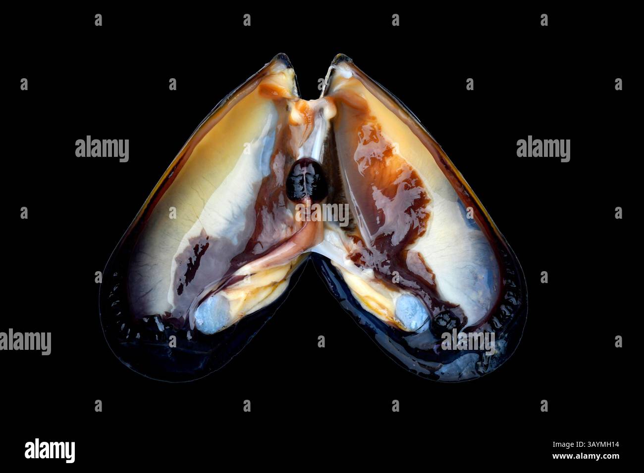 Internal anatomy of a mussel (Mytilus galloprovincialis). Internal ...