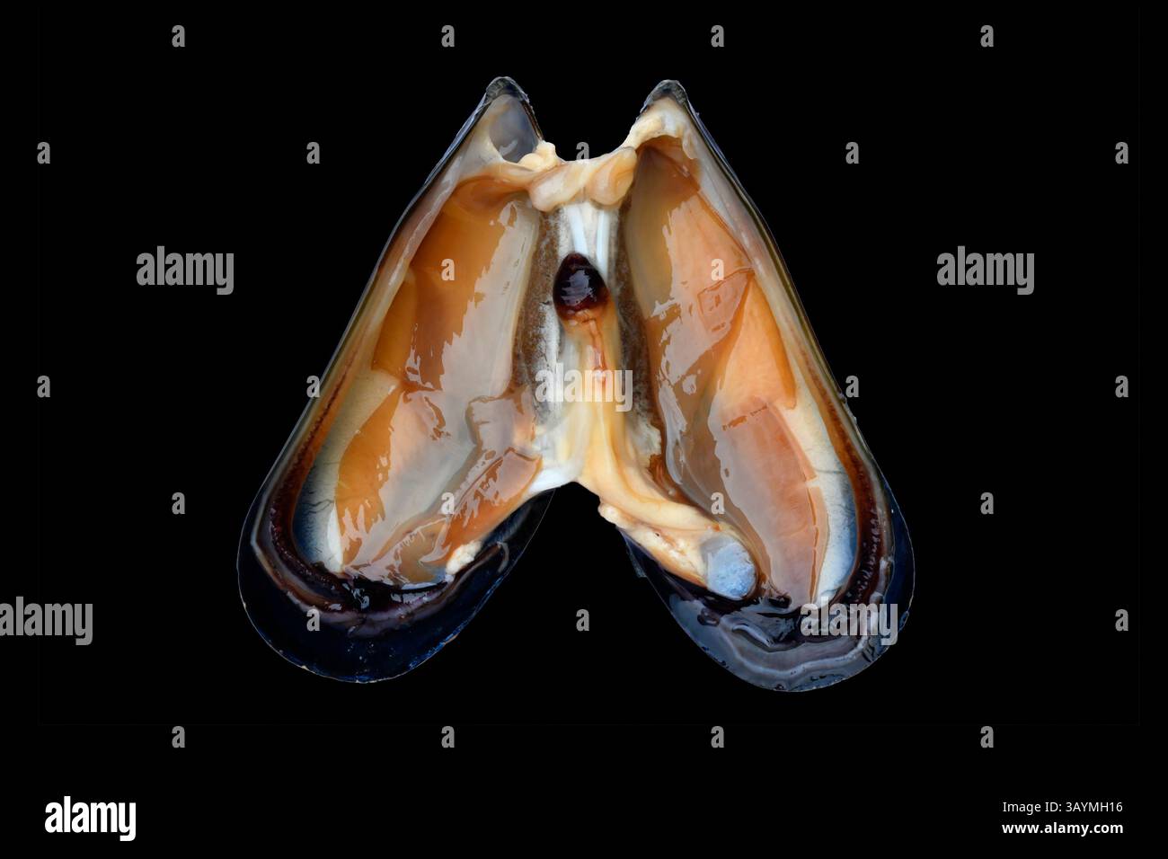 Internal anatomy of a mussel (Mytilus galloprovincialis). Internal ...