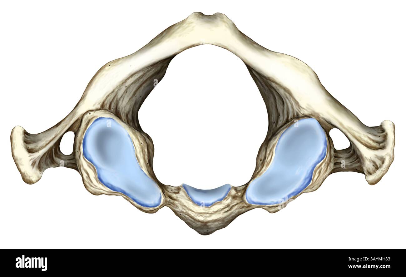 Illustration of the atlas (C1 vertebra) from a cranial perspective. Key ...