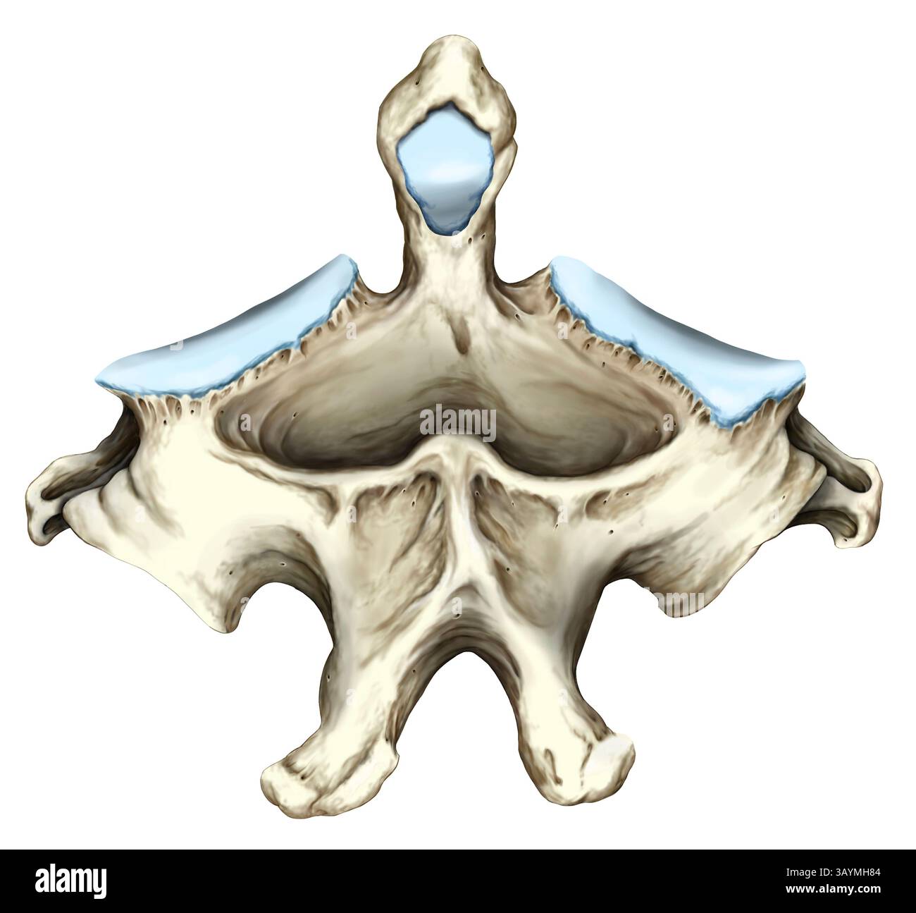 Illustration of the axis vertebra (C2) from a dorsal perspective. It ...