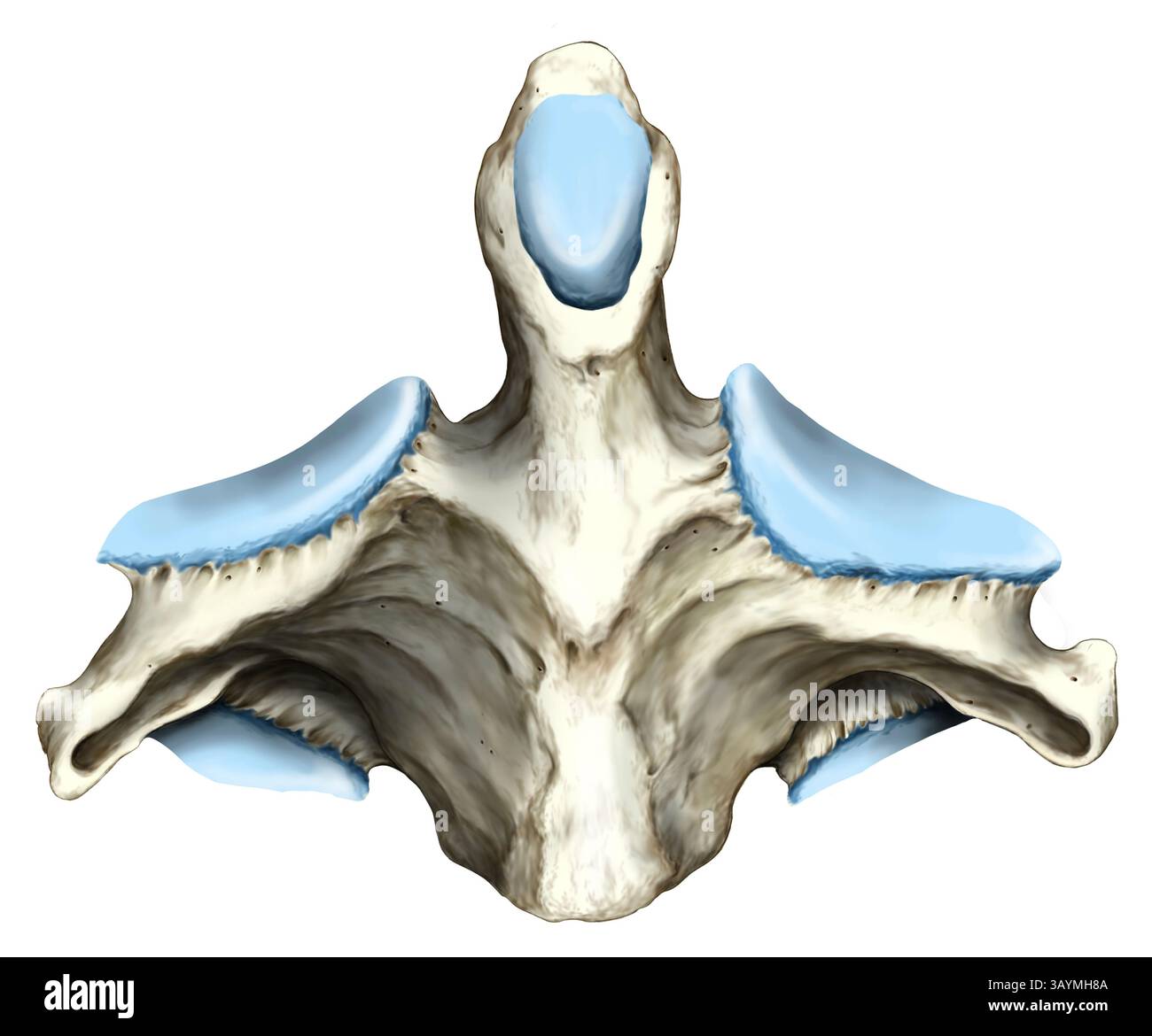 Illustration of the axis vertebra (C2) from a superior perspective. The ...