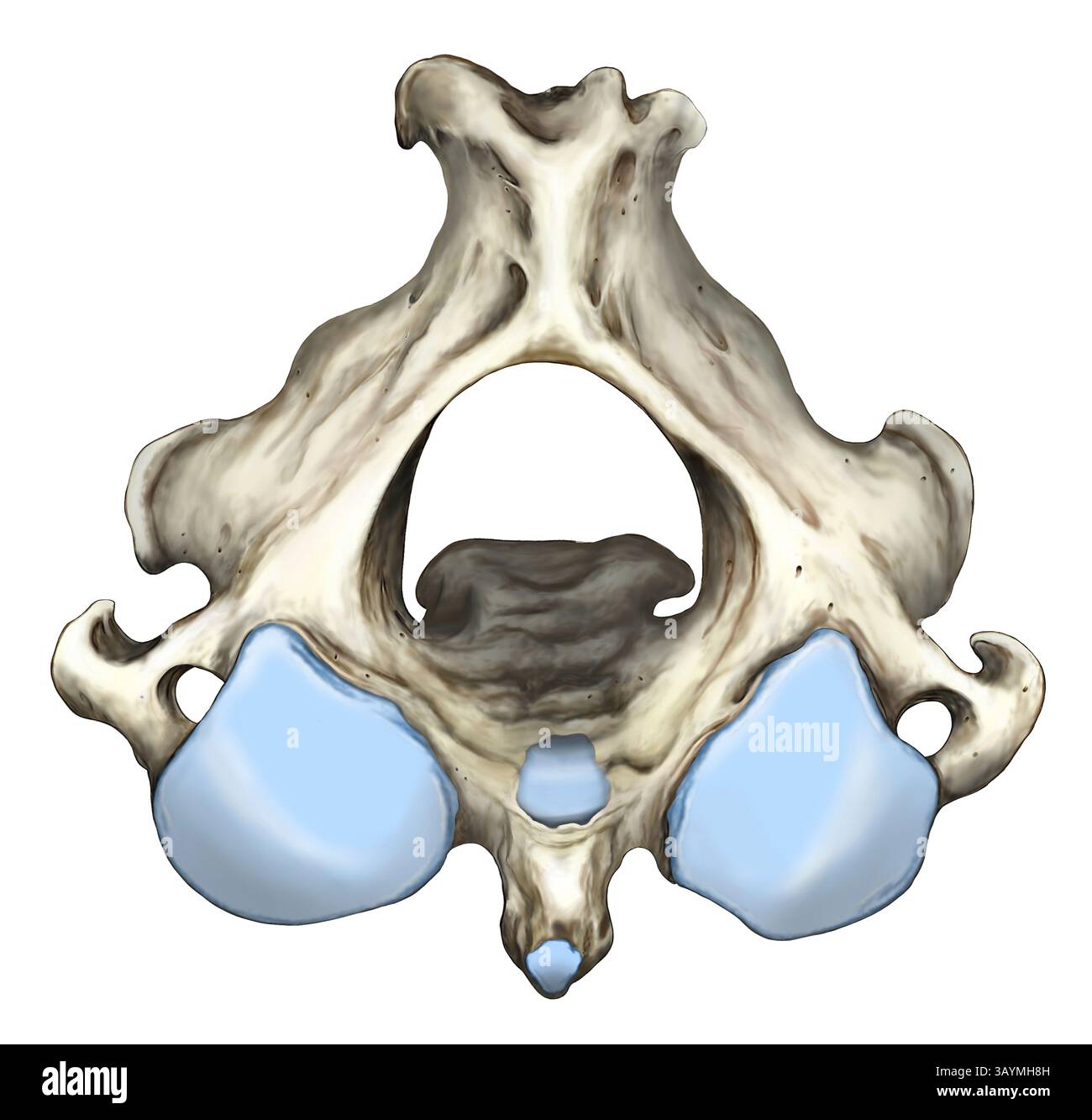 Illustration of the axis vertebra (C2) from a superior perspective. The ...