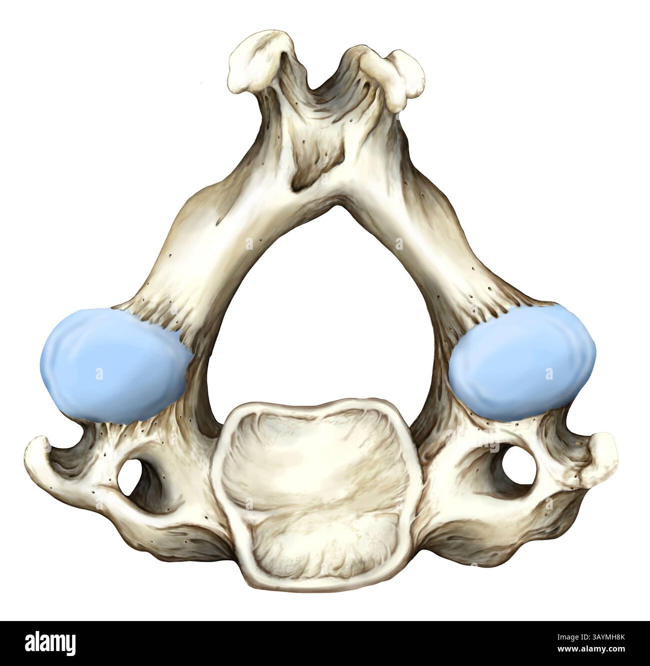 Illustration of the axis vertebra (C2) seen from below. The inferior ...