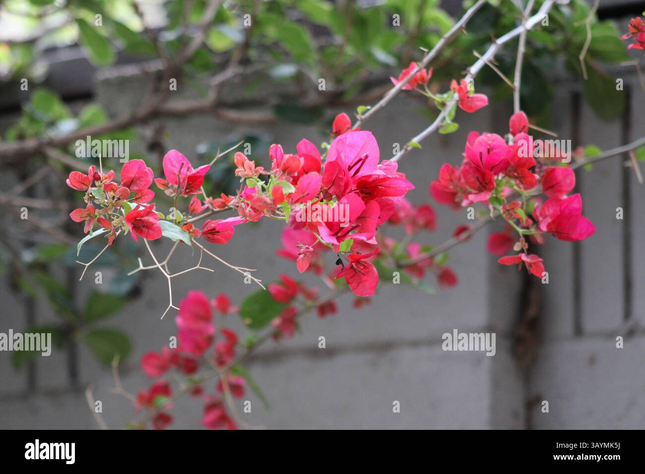 Ornamental branch flowers hi-res stock photography and images - Alamy