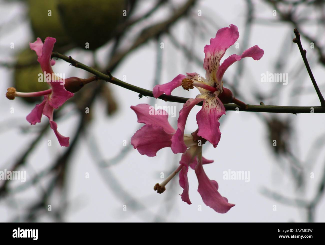 Tree limb flowers hi-res stock photography and images - Alamy