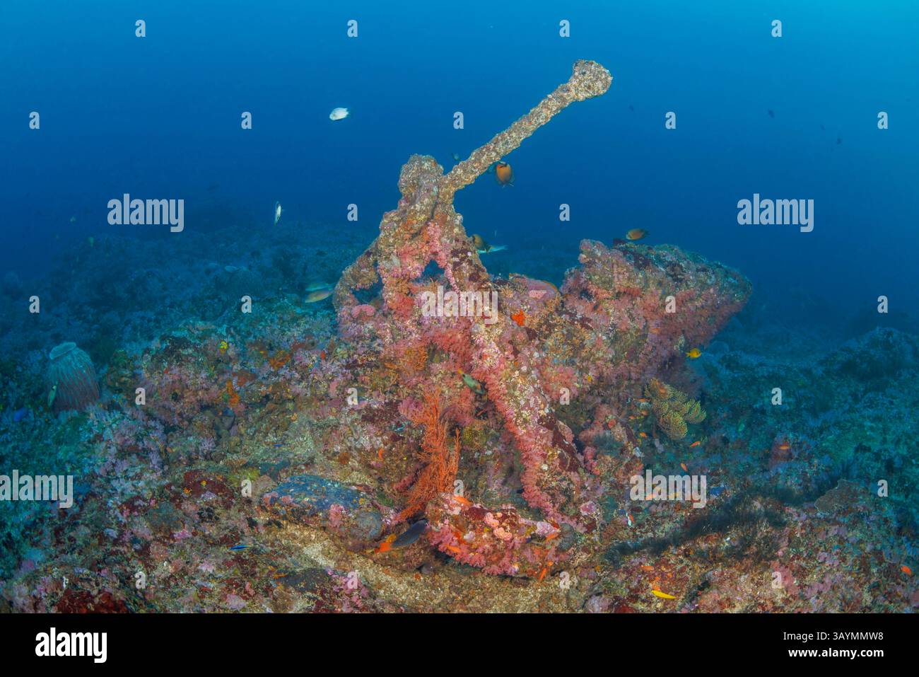 A coral encrusted old Spanish anchor on the reef at the canyons, Puerto ...