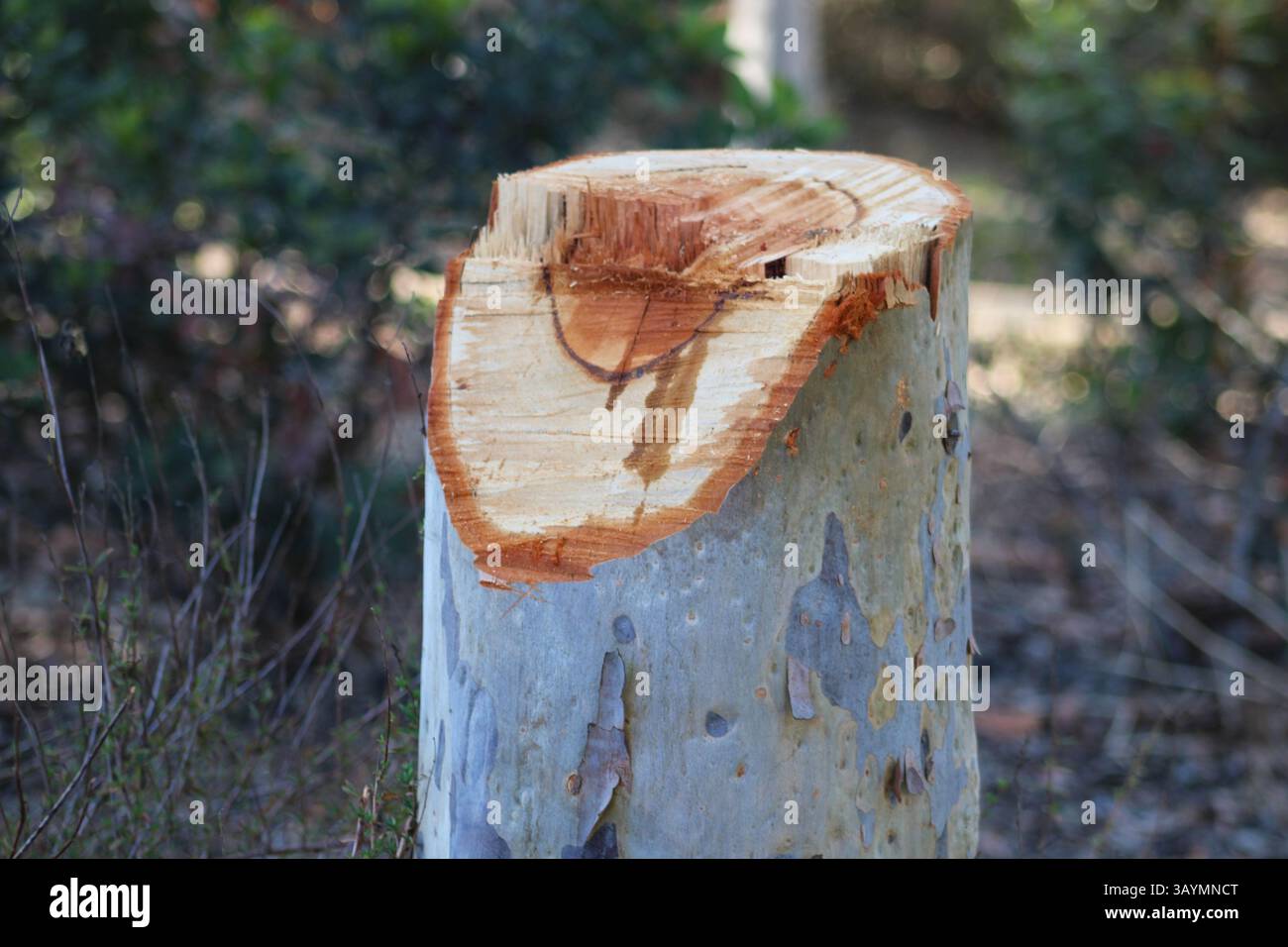 Tree cut off stump hi-res stock photography and images - Alamy