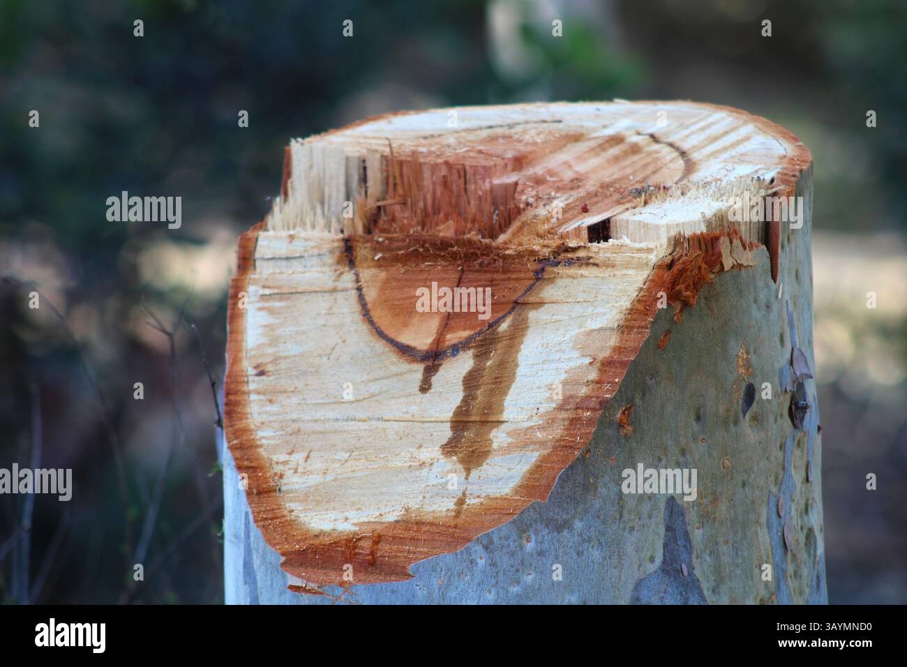 chopped off wood tree stump Stock Photo - Alamy