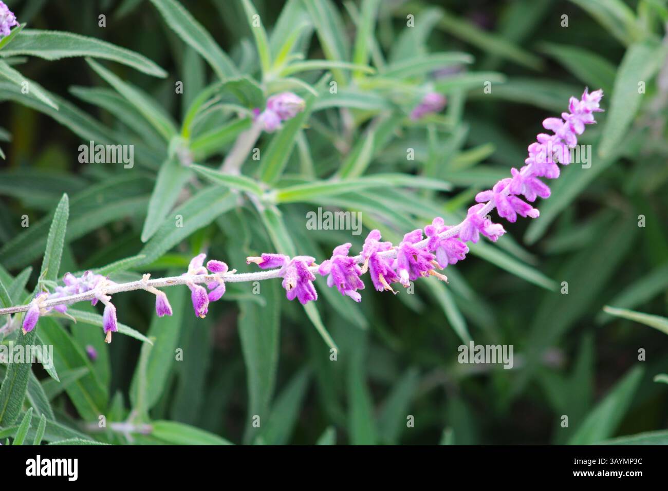 small purple flower blossoms in nature Stock Photo - Alamy