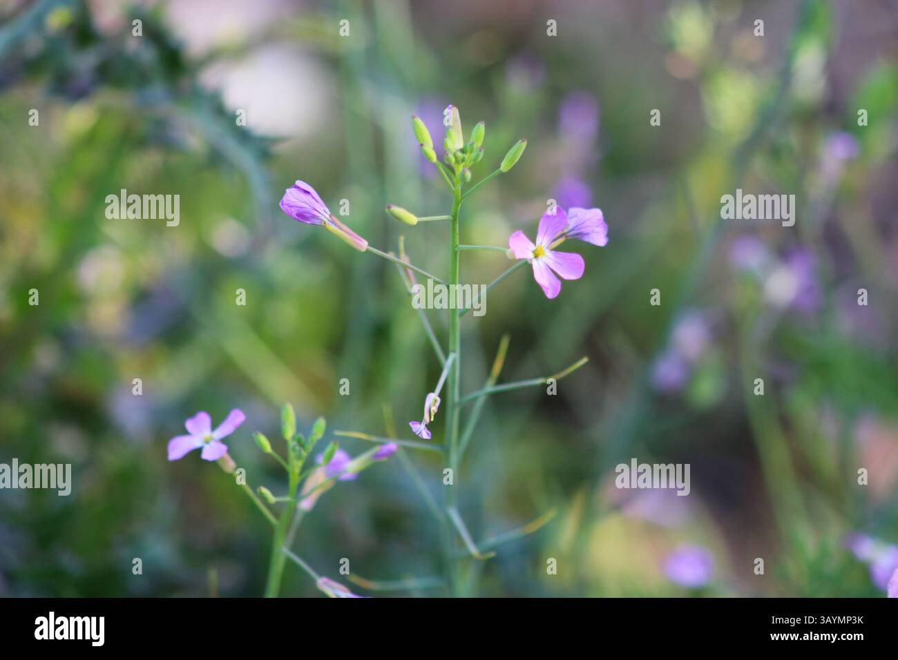 small purple flower blossoms in nature Stock Photo - Alamy