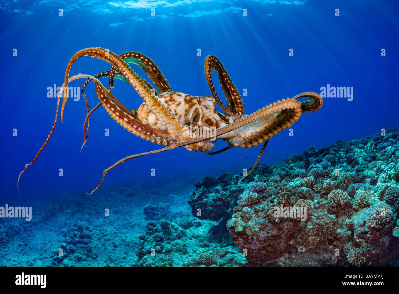The day octopus, Octopus cyanea, is also known as the big blue octopus ...
