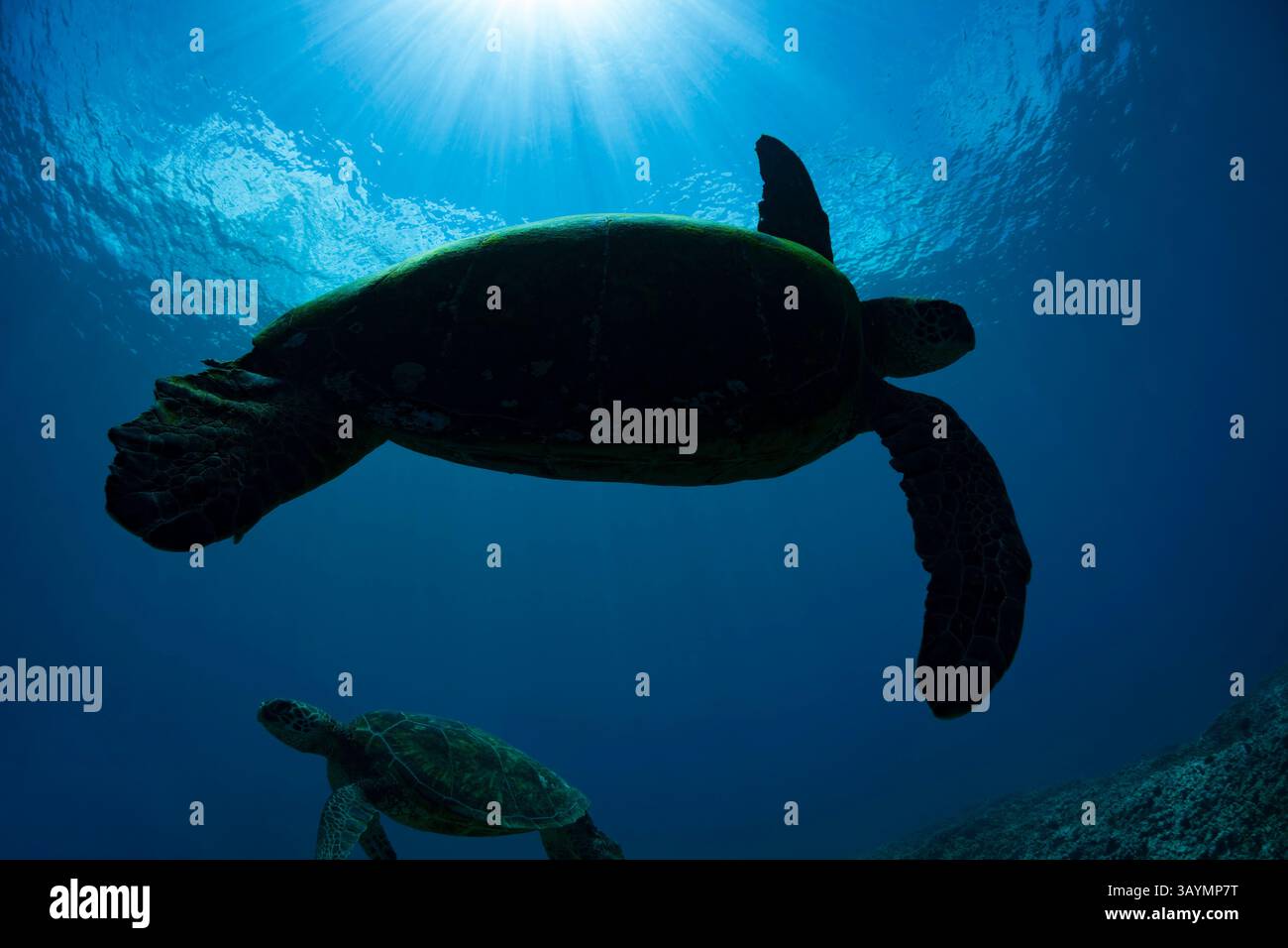 A green sea turtles, Chelonia mydas, an endangered species, off Maui ...